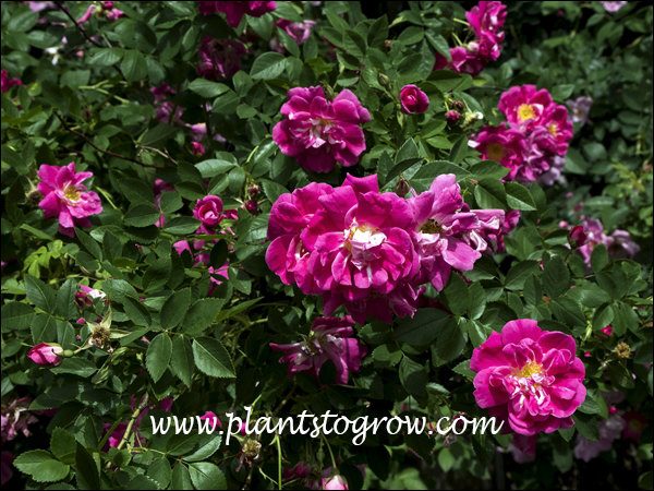 4 | Plants To Grow Plants Database by Paul S. Drobot