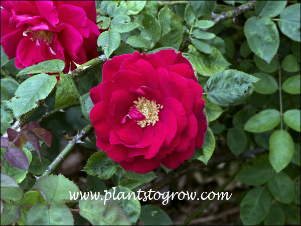 4 | Plants To Grow Plants Database by Paul S. Drobot