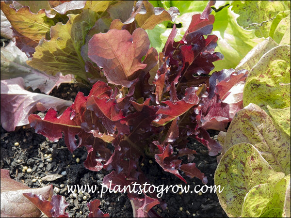 | Plants To Grow Plants Database by Paul S. Drobot