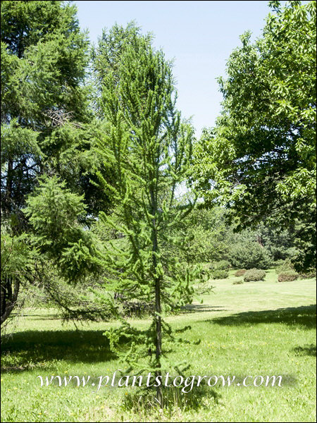 4-7 | Plants To Grow Plants Database by Paul S. Drobot