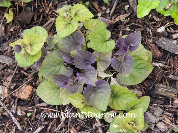 Labrador Viola (Viola labradorica) | Plants To Grow Plants Database by ...
