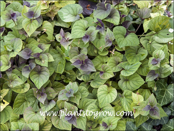 Labrador Viola (Viola labradorica) | Plants To Grow Plants Database by ...