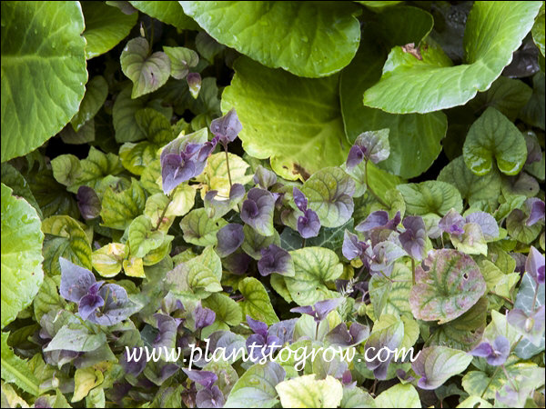 Labrador Viola (Viola labradorica) | Plants To Grow Plants Database by ...