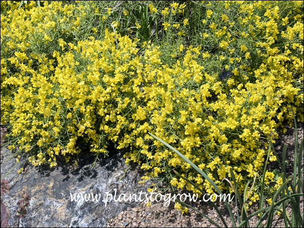 (3)4-7 | Plants To Grow Plants Database by Paul S. Drobot