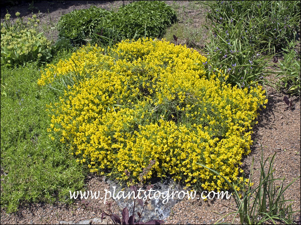 (3)4-7 | Plants To Grow Plants Database by Paul S. Drobot