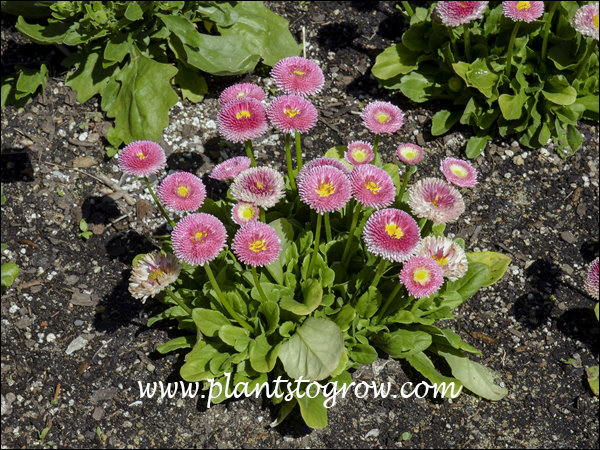 4 | Plants To Grow Plants Database by Paul S. Drobot