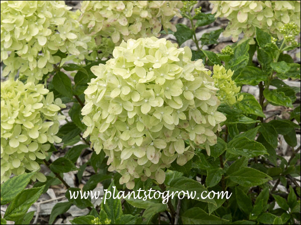 Hydrangea 'Little Lime' (Hydrangea paniculata) | Plants To Grow Plants ...