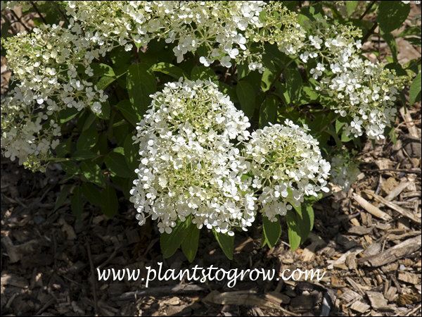 Bobo Hydrangea (Hydrangea paniculata) | Plants To Grow Plants Database ...