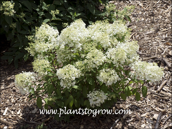 Bobo Hydrangea (Hydrangea paniculata) | Plants To Grow Plants Database ...
