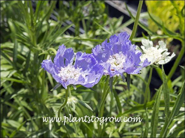 (3)4-9 | Plants To Grow Plants Database by Paul S. Drobot