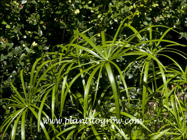 Wild Spike Cypress (Cyperus involucratus) | Plants To Grow Plants ...