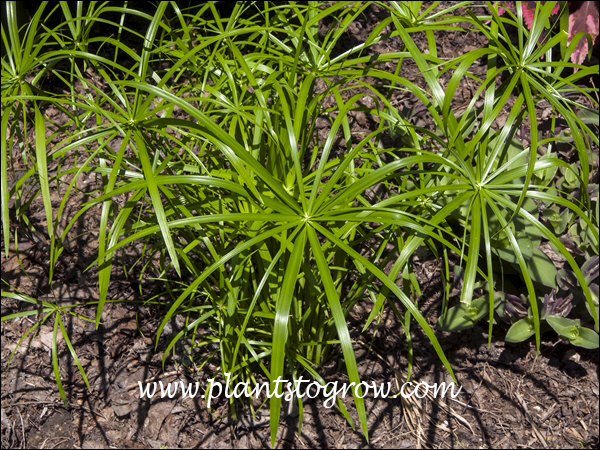 Wild Spike Cypress (Cyperus involucratus) | Plants To Grow Plants ...