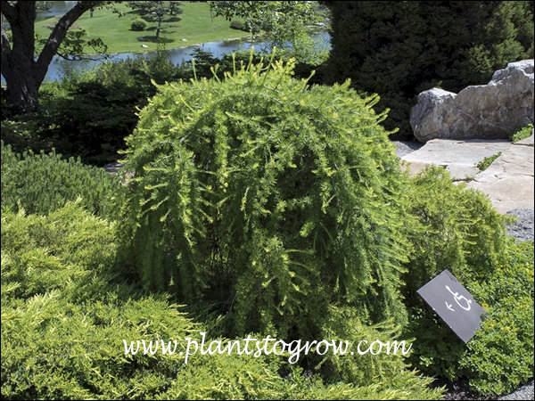 3 | Plants To Grow Plants Database by Paul S. Drobot