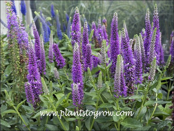 Very Van Gogh Veronica | Plants To Grow Plants Database by Paul S. Drobot