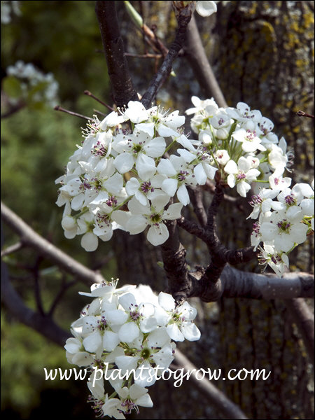 5-9 | Plants To Grow Plants Database by Paul S. Drobot