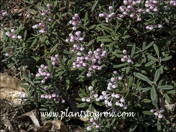 2-7 | Plants To Grow Plants Database by Paul S. Drobot