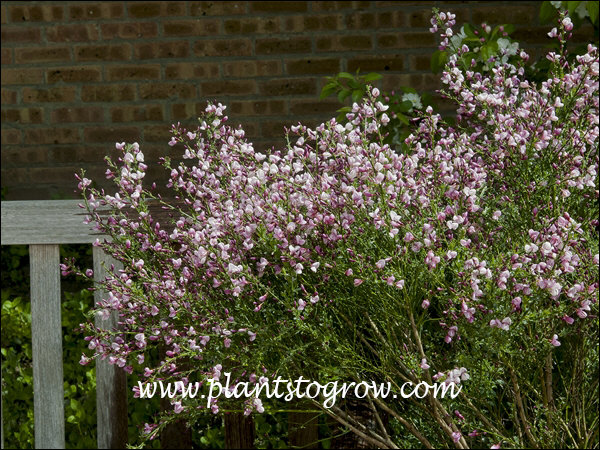 (5)6-8 | Plants To Grow Plants Database by Paul S. Drobot