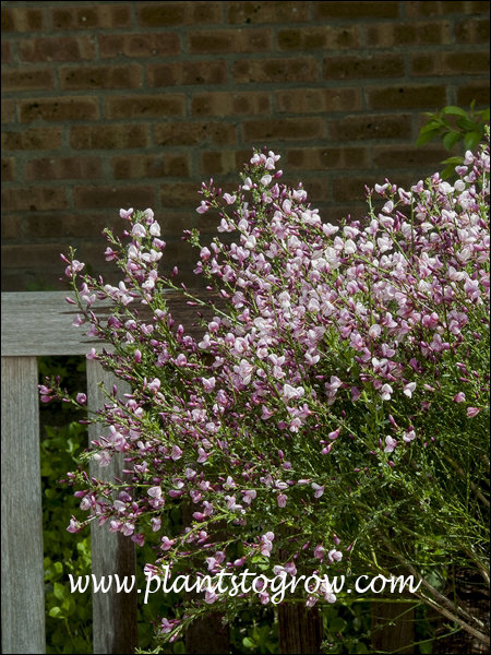 (5)6-8 | Plants To Grow Plants Database by Paul S. Drobot