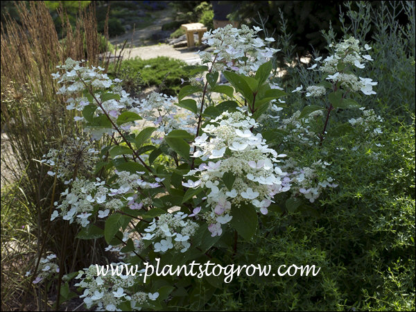 Fire and Ice Hydrangea (Hydrangea paniculata) | Plants To Grow Plants ...