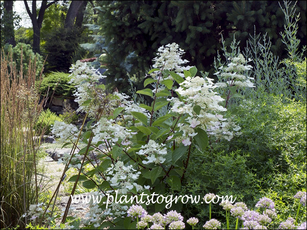 Fire and Ice Hydrangea (Hydrangea paniculata) | Plants To Grow Plants ...