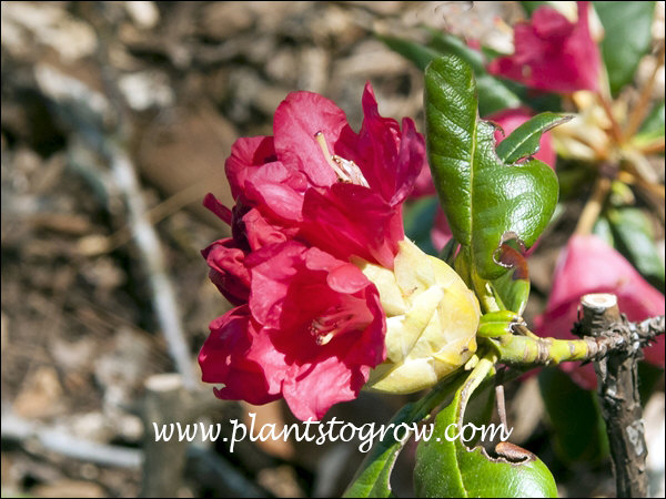 5 | Plants To Grow Plants Database by Paul S. Drobot