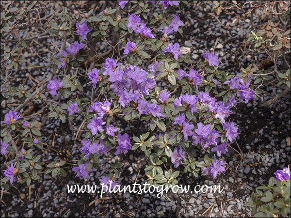 5 | Plants To Grow Plants Database by Paul S. Drobot