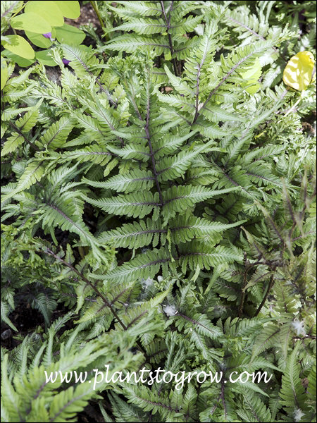 4-8 | Plants To Grow Plants Database by Paul S. Drobot