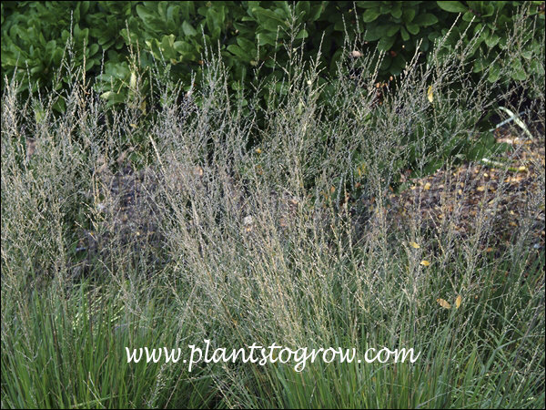 Moorflame Moor Grass (Molinia caerulea) | Plants To Grow Plants ...