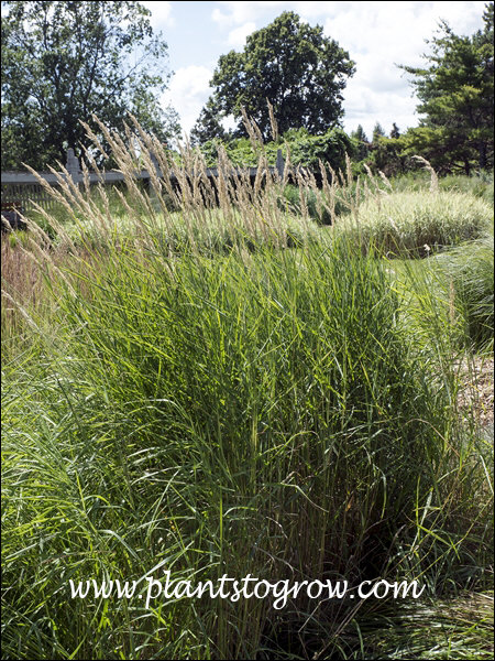 3-6 | Plants To Grow Plants Database by Paul S. Drobot