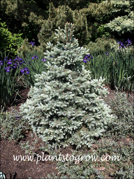 2 | Plants To Grow Plants Database by Paul S. Drobot