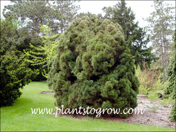 3 | Plants To Grow Plants Database by Paul S. Drobot