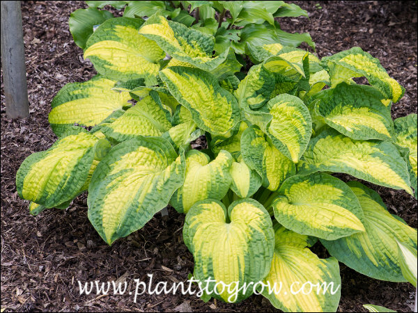 Hosta Brother Stefan | Plants To Grow Plants Database by Paul S. Drobot