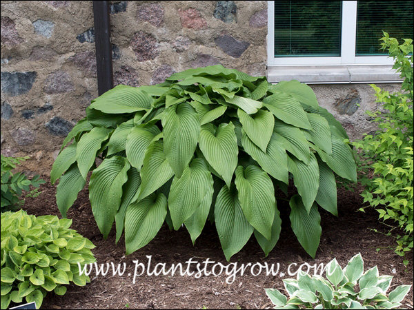 Hosta Jade Cascade (Hosta) | Plants To Grow Plants Database by Paul S ...