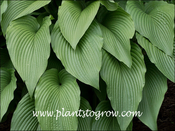 Hosta Jade Cascade (Hosta) | Plants To Grow Plants Database by Paul S ...