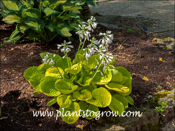 Hosta Maui Buttercup (Hosta) | Plants To Grow Plants Database by Paul S ...