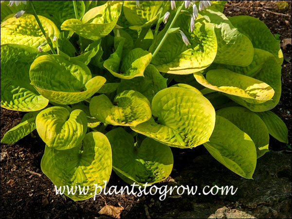 Hosta Maui Buttercup (Hosta) | Plants To Grow Plants Database by Paul S ...