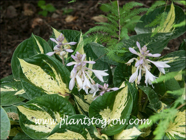 | Plants To Grow Plants Database by Paul S. Drobot