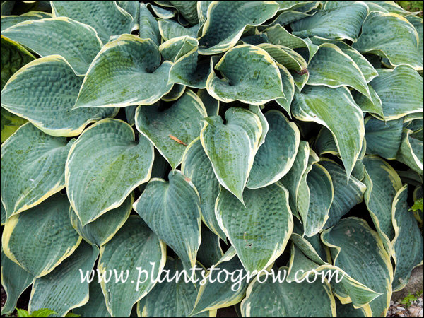 Hosta Blue Dimples (Hosta) | Plants To Grow Plants Database by Paul S ...