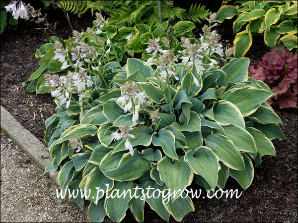 Hosta Blue Dimples (Hosta) | Plants To Grow Plants Database by Paul S ...