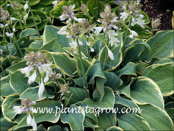 Hosta Blue Dimples (Hosta) | Plants To Grow Plants Database by Paul S ...