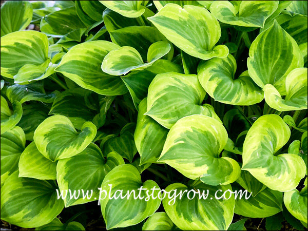 Hosta Grand Tiara | Plants To Grow Plants Database by Paul S. Drobot