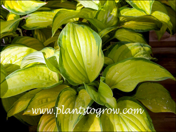Hosta Stained Glass (Hosta) | Plants To Grow Plants Database by Paul S ...