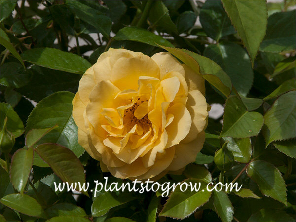 | Plants To Grow Plants Database by Paul S. Drobot