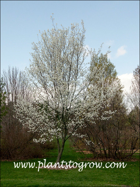 Snow Cloud Serviceberry (Amelancheir laevis) | Plants To Grow Plants ...