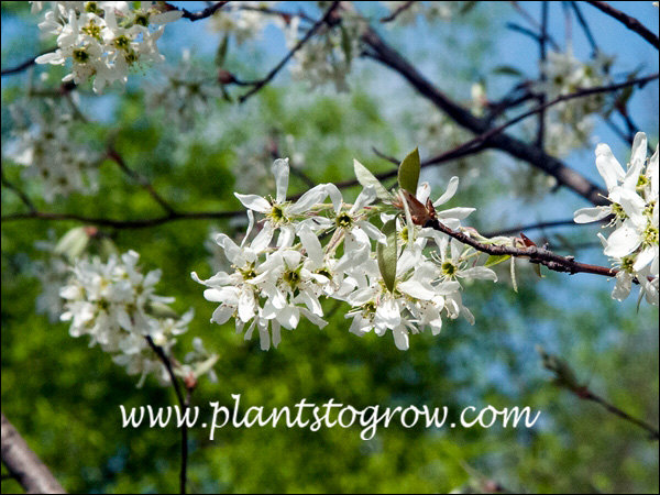 | Plants To Grow Plants Database by Paul S. Drobot