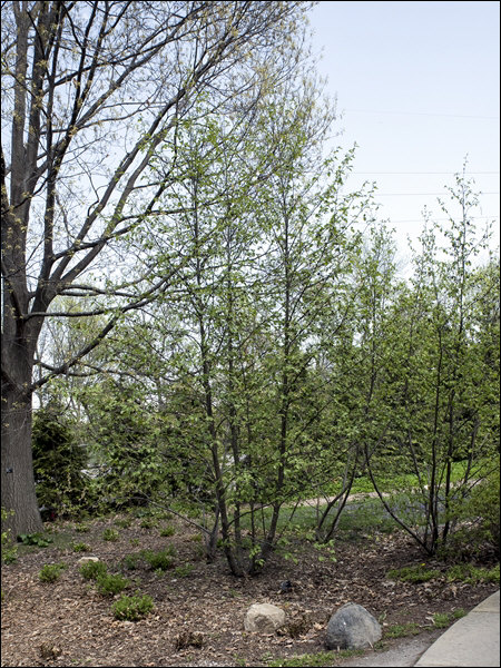 Speckled Alder (Alnus incana ssp rugosa) | Plants To Grow Plants ...