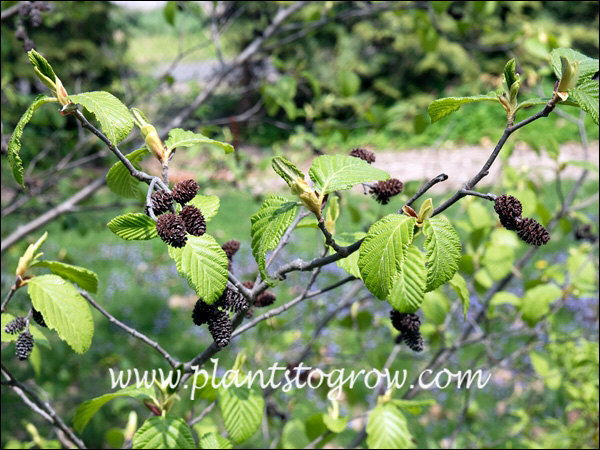 Speckled Alder (Alnus incana ssp rugosa) | Plants To Grow Plants ...