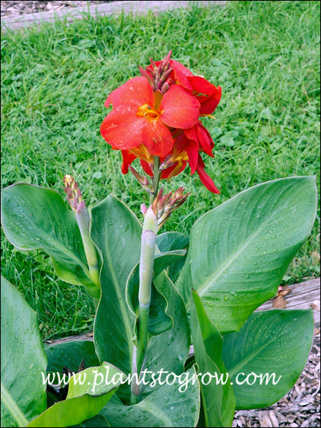 Canna South Pacific Scarlet | Plants To Grow Plants Database by Paul S ...