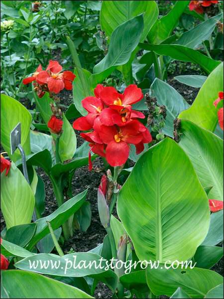 Canna South Pacific Scarlet | Plants To Grow Plants Database by Paul S ...