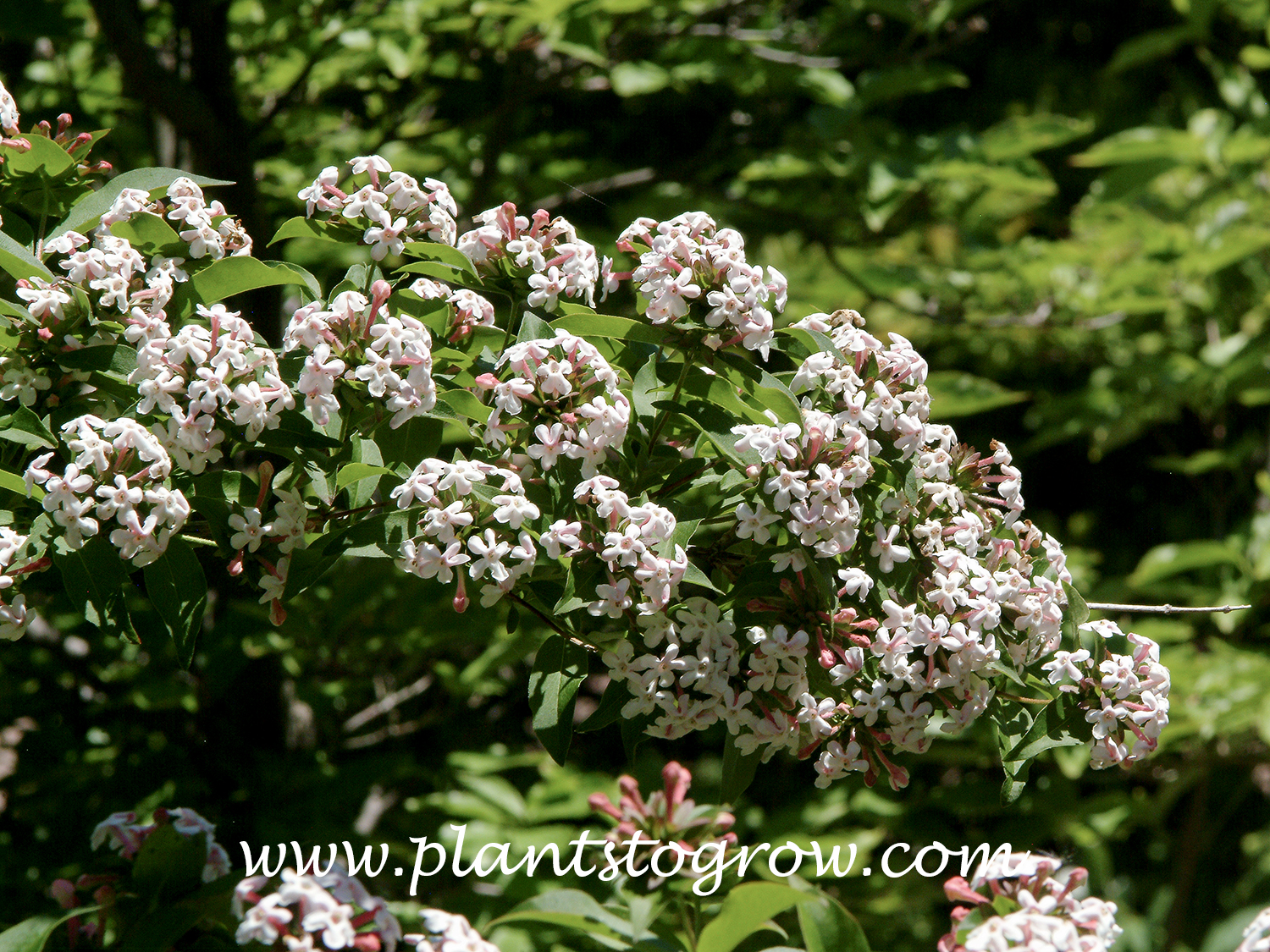 Fragrant Abelia (Abelia mosanensis) | Plants To Grow Plants Database by ...